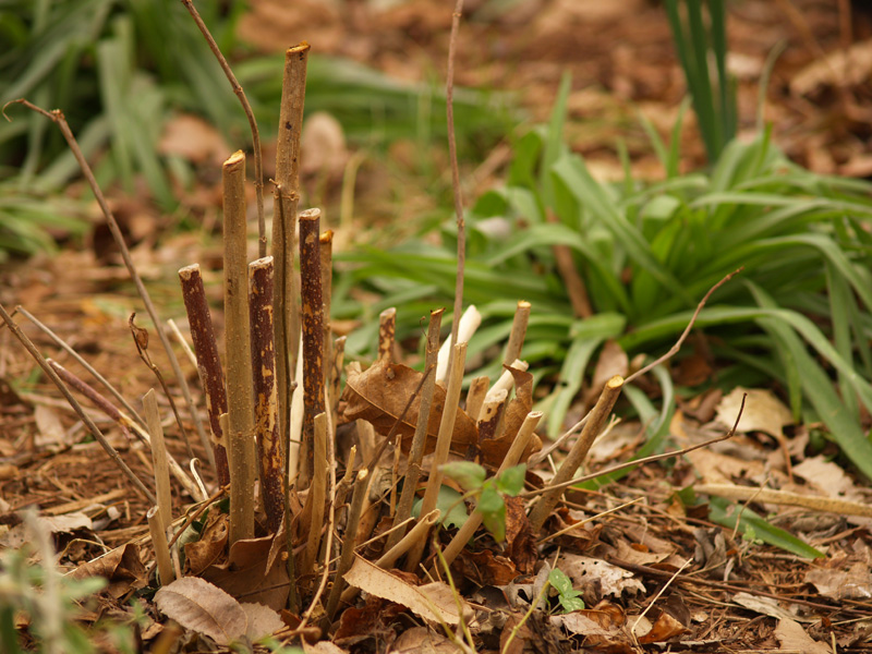 Hamelia patens, firebush, hummingbird bush | Central Texas Gardener