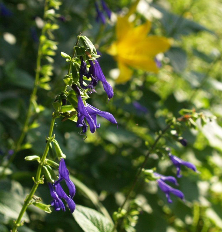 Salvia guaranitica | Central Texas Gardener