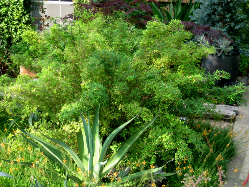 Bamboo List | Central Texas Gardener