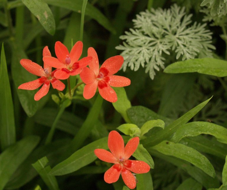Freesia laxa | Central Texas Gardener