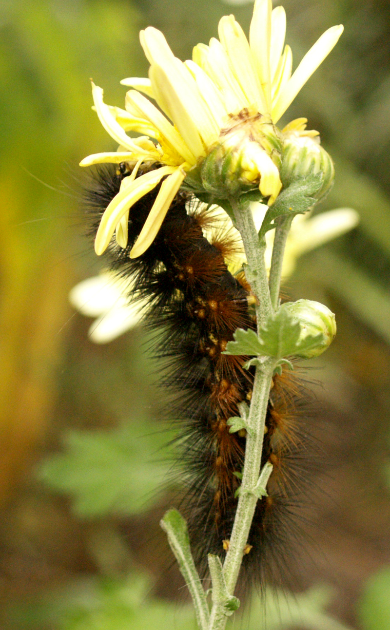 wooly bear caterpillar web | Central Texas Gardener