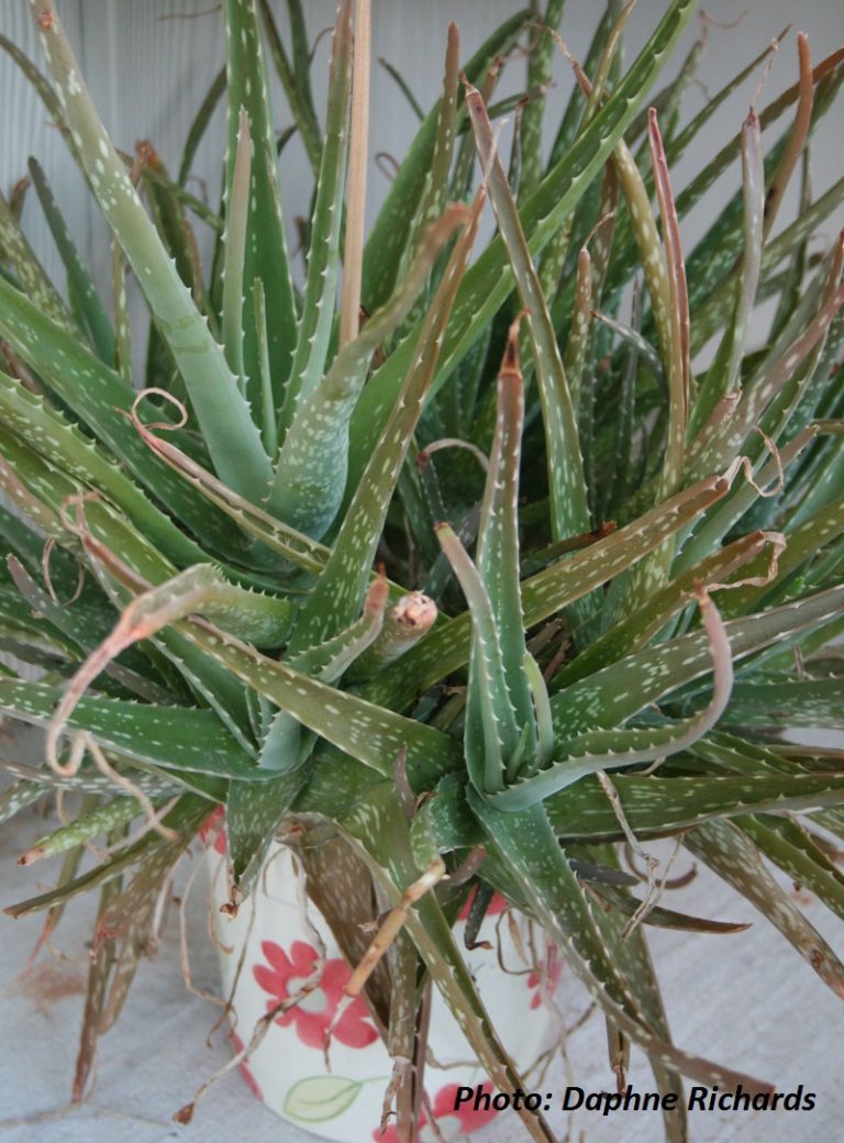 Succulents pests with Wizzie Brown | Central Texas Gardener