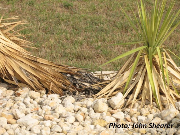 Succulents pests with Wizzie Brown | Central Texas Gardener