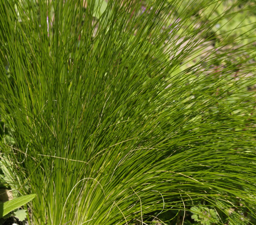 Mexican Feather Grass Central Texas Gardener
