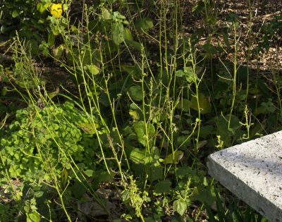 Spring has sprung, what to prune|drought strategies|fungi friends ...