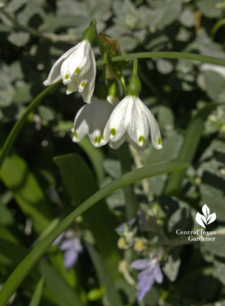 Homegrown perfume factory | Central Texas Gardener