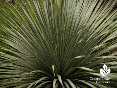 Plants that survived the Texas Two-Step: Freeze and Drought | Central ...