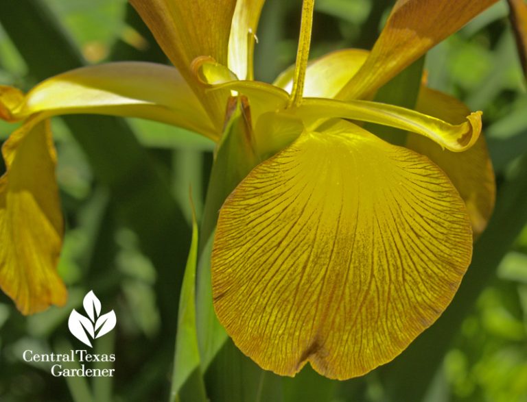 Plants that survived the Texas Two-Step: Freeze and Drought | Central ...