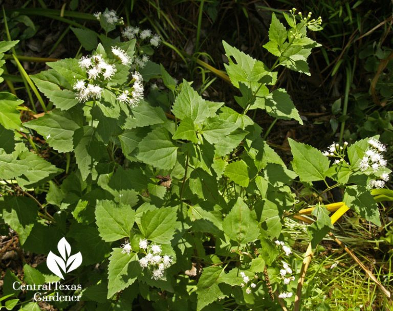 White Mistflower | Central Texas Gardener