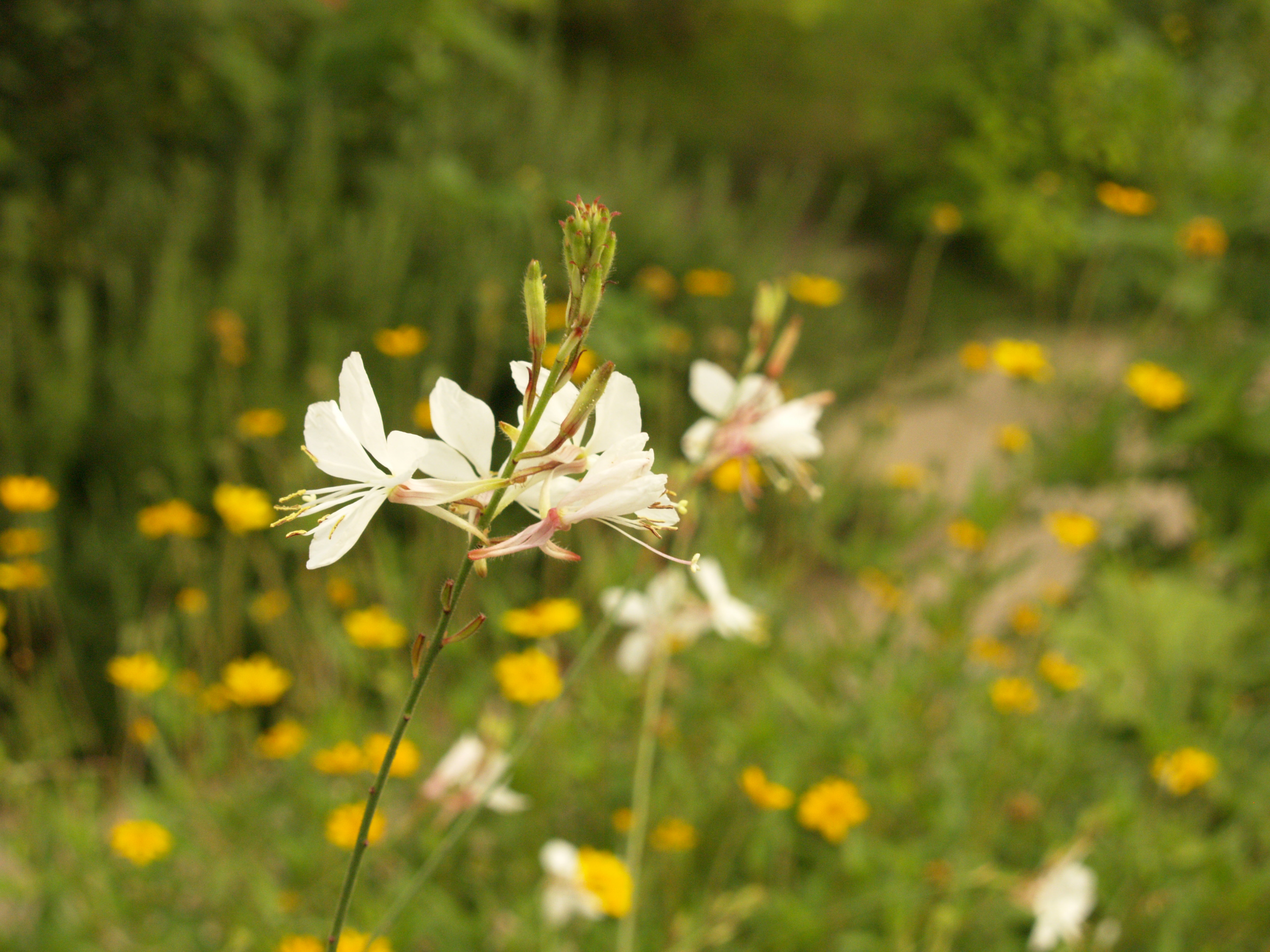 Gaura Lindheimeri | Central Texas Gardener