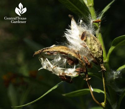 Fuzzy Wuzzy Plants | Central Texas Gardener