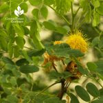 Get the story on understory trees and plants | Central Texas Gardener