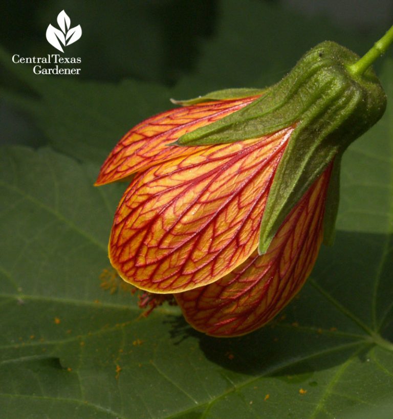 Abutilons | Central Texas Gardener