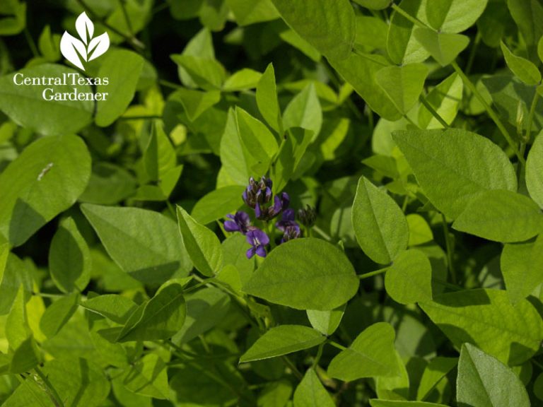 Groundcover Plants | Central Texas Gardener