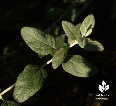 What’s your plant personality? How does it heal you? | Central Texas ...