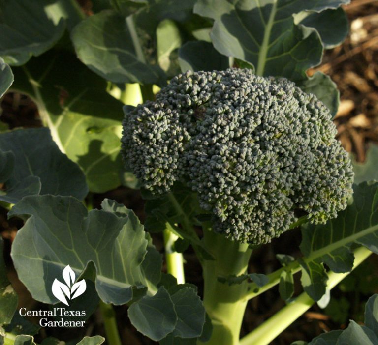 Cold Weather Vegetables | Central Texas Gardener