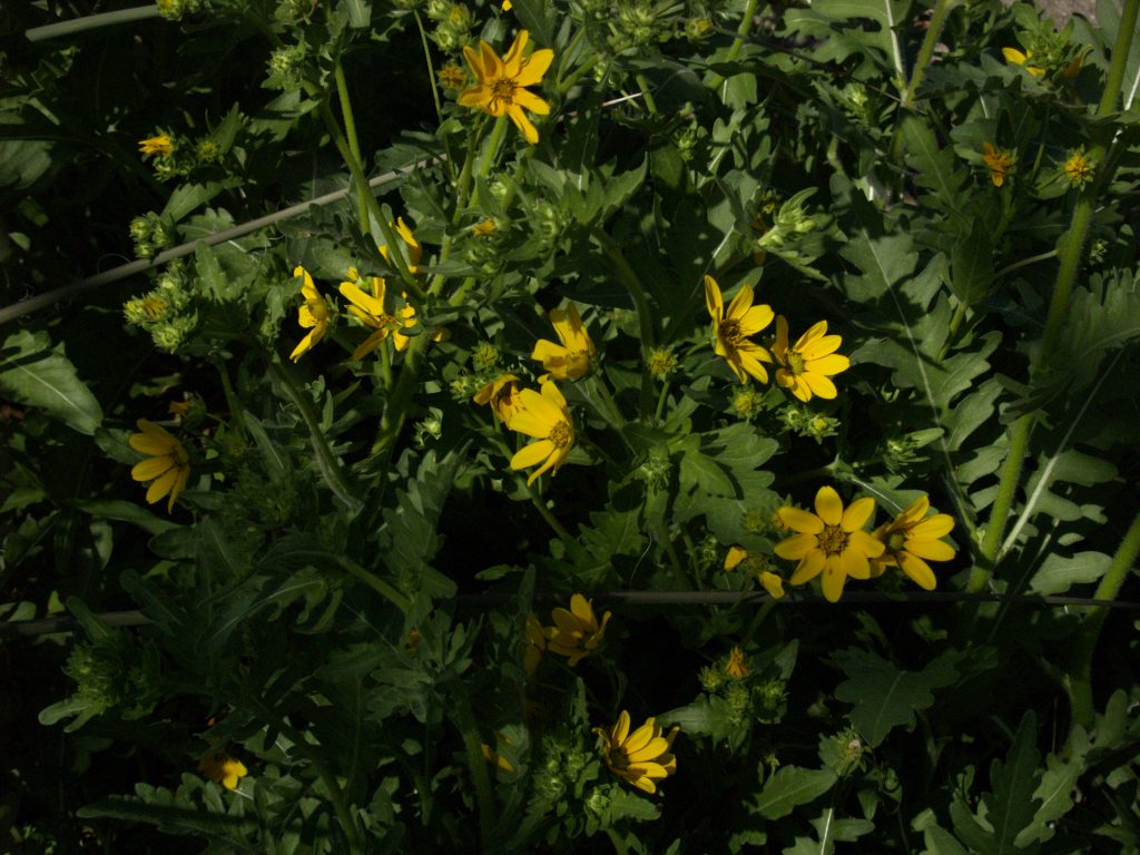 Engelmann’s Daisy | Central Texas Gardener