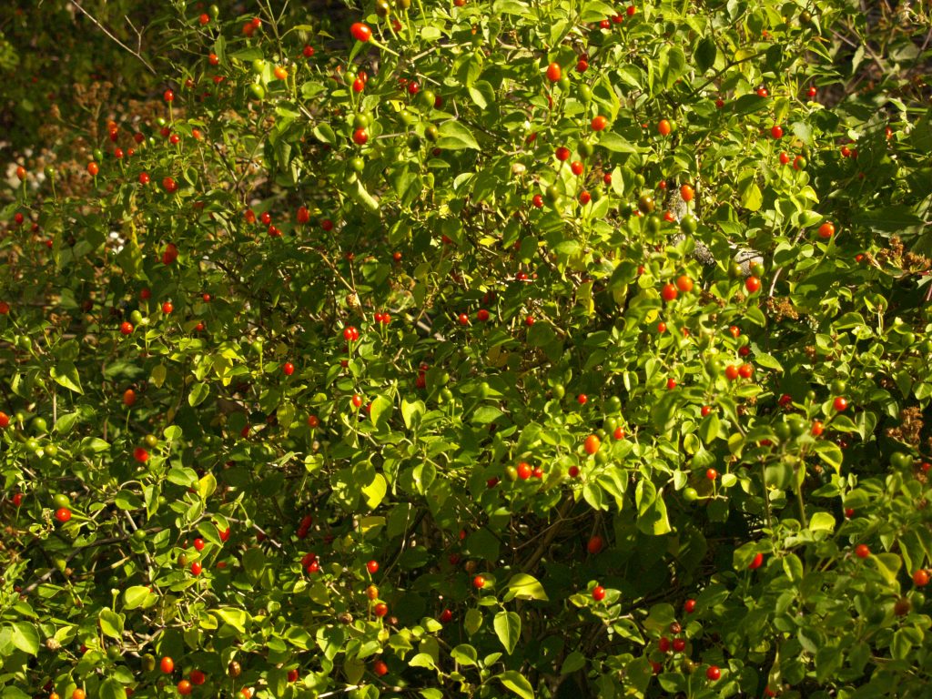 Chile Pequin and Chiltepin | Central Texas Gardener