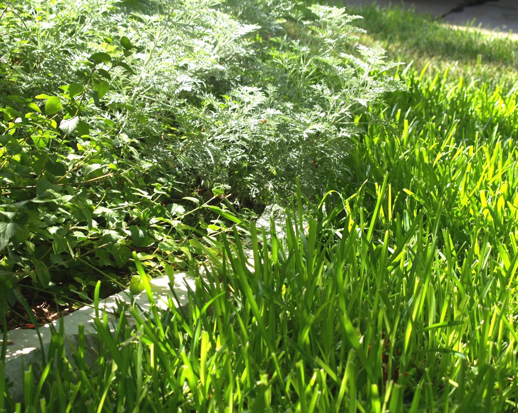 Lawn Tips: Reclaiming your Lawn | Central Texas Gardener Lawn Tips: Reclaiming your Lawn | Central Texas Gardener