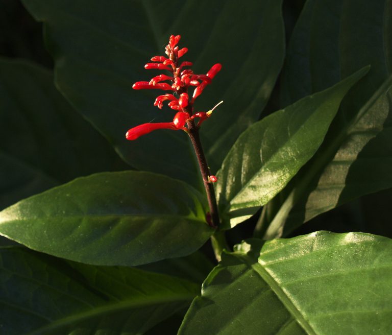 Firespike | Central Texas Gardener