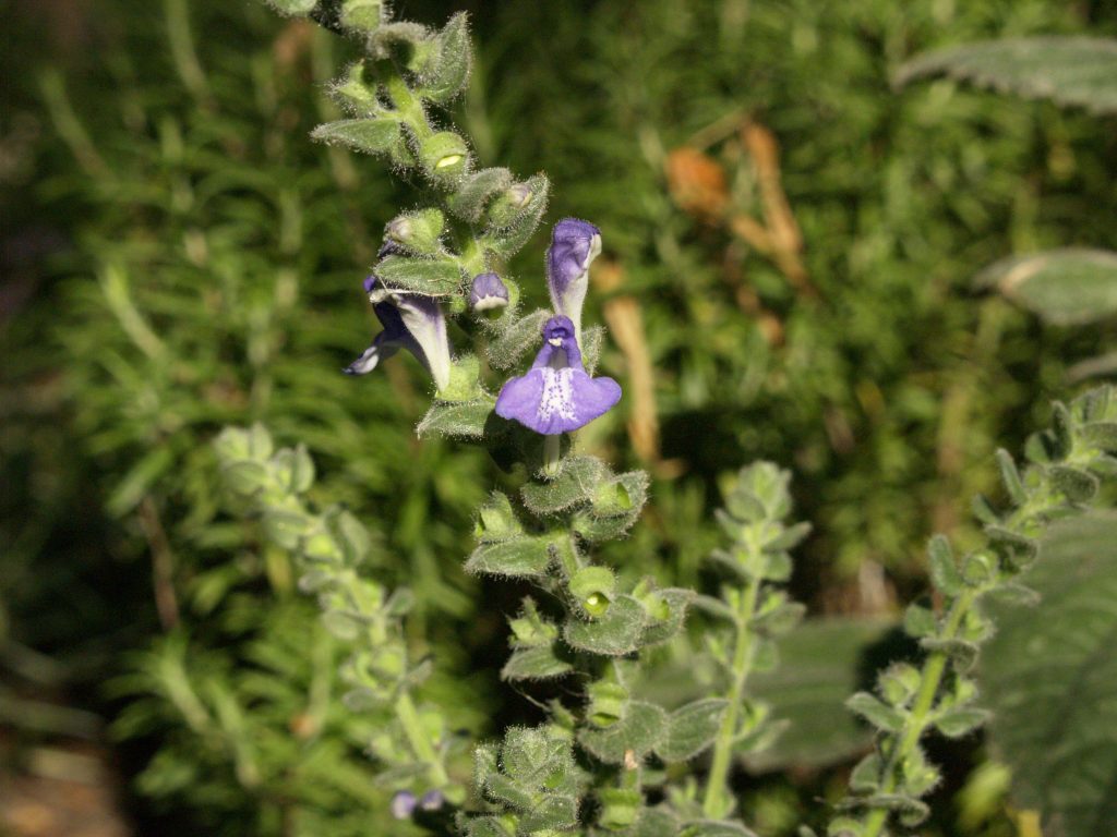 Heartleaf Skullcap | Central Texas Gardener