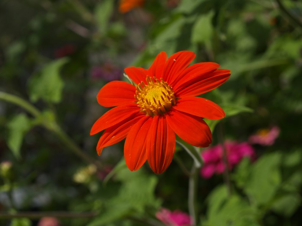 Mexican Tithonia | Central Texas Gardener