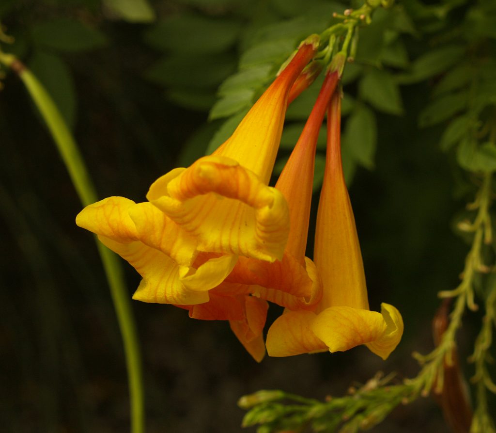 Tecoma X ‘Orange Jubilee’ | Central Texas Gardener