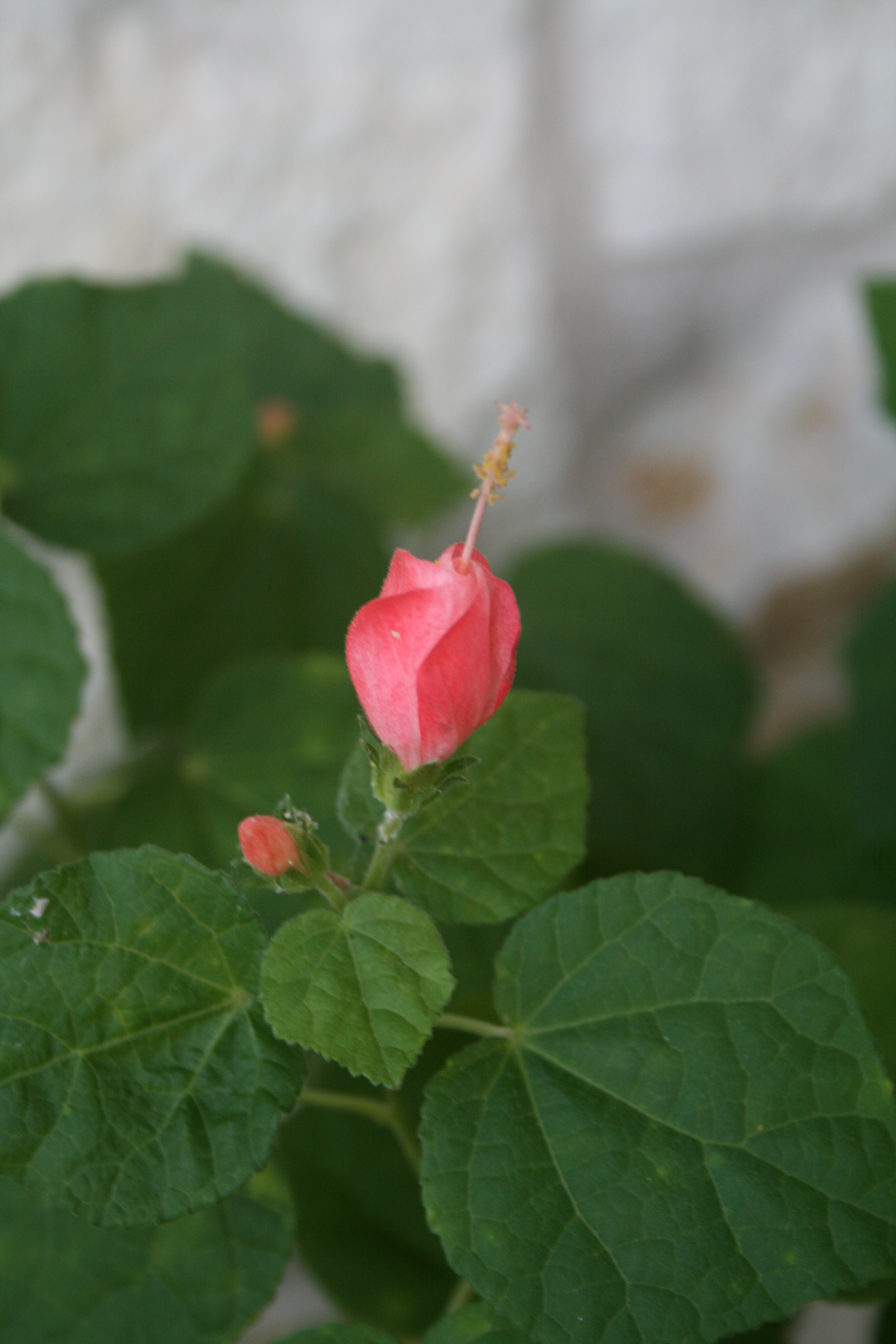 Pam’s Pink Turk’s Cap | Central Texas Gardener