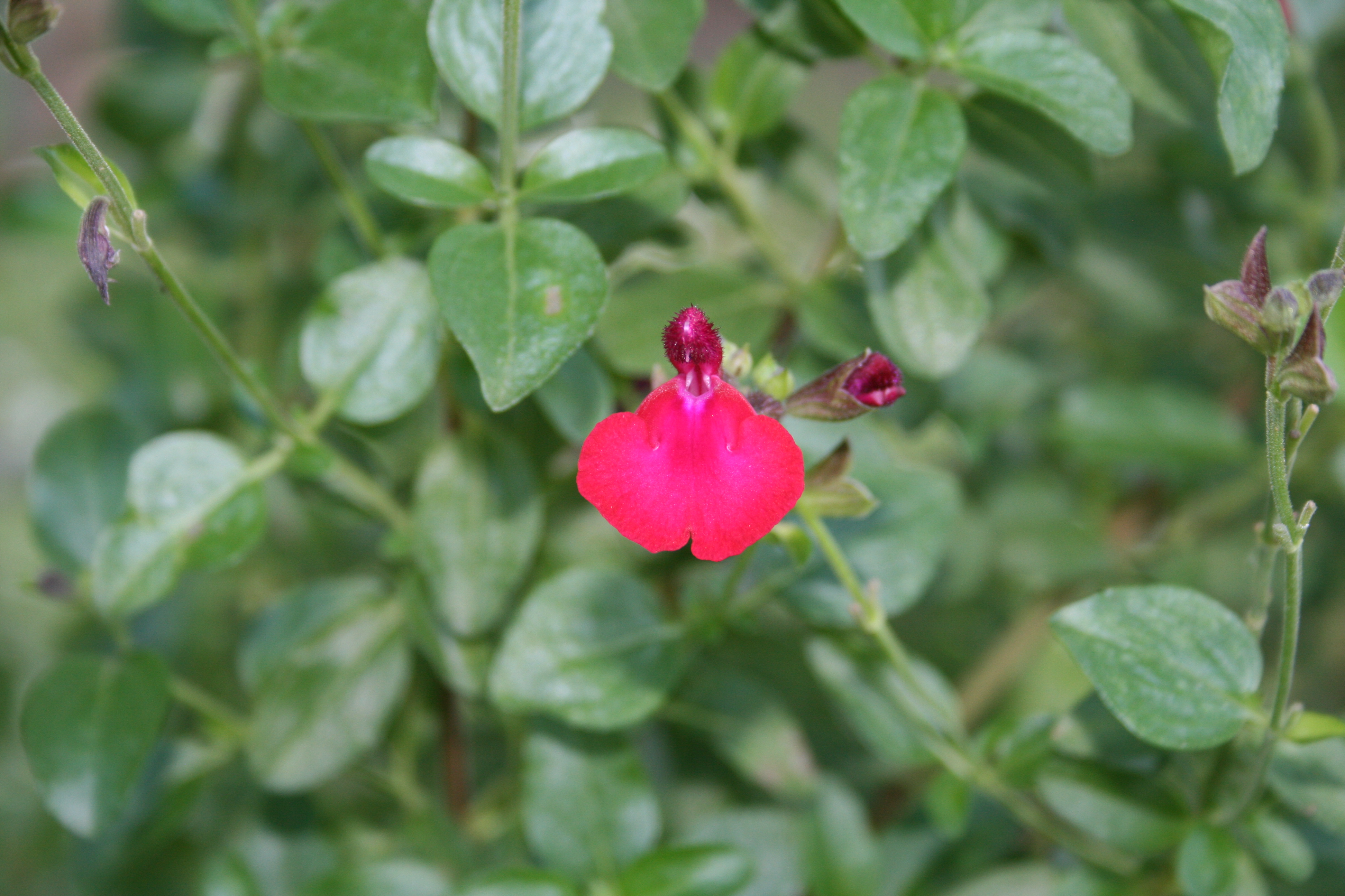 Cardinal Velvet | Central Texas Gardener