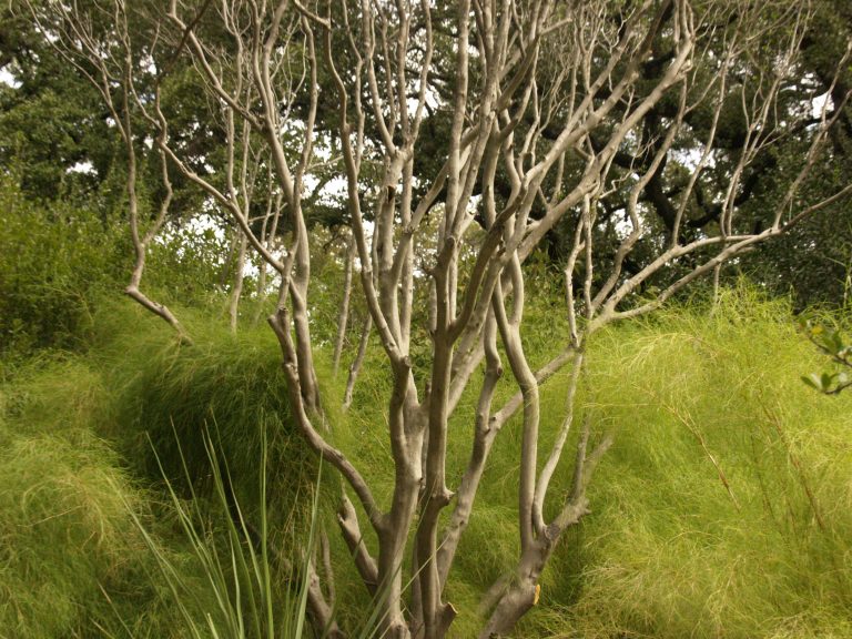 Texas Persimmon | Central Texas Gardener