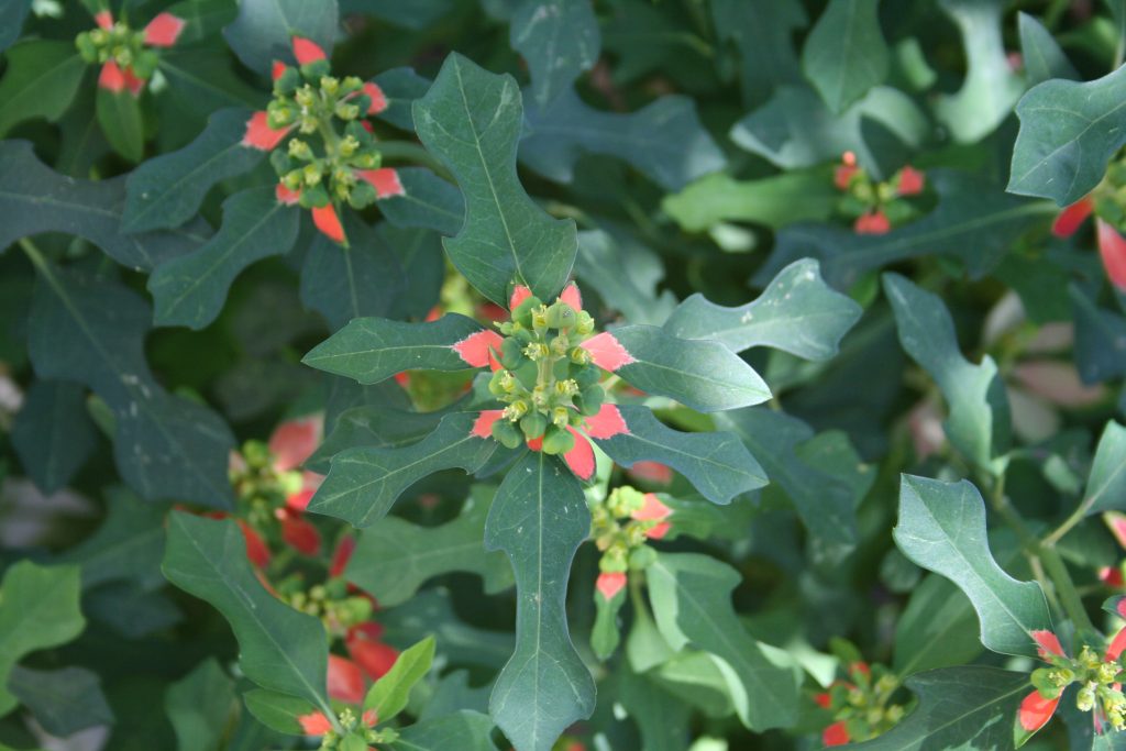 Texas poinsettia | Central Texas Gardener