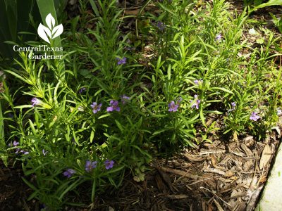 Sneaking into summer | Central Texas Gardener
