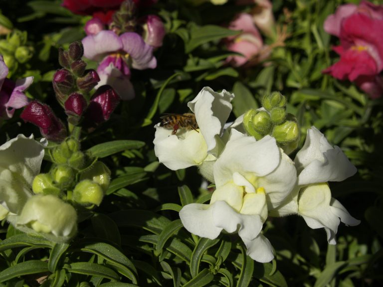 Snapdragons | Central Texas Gardener