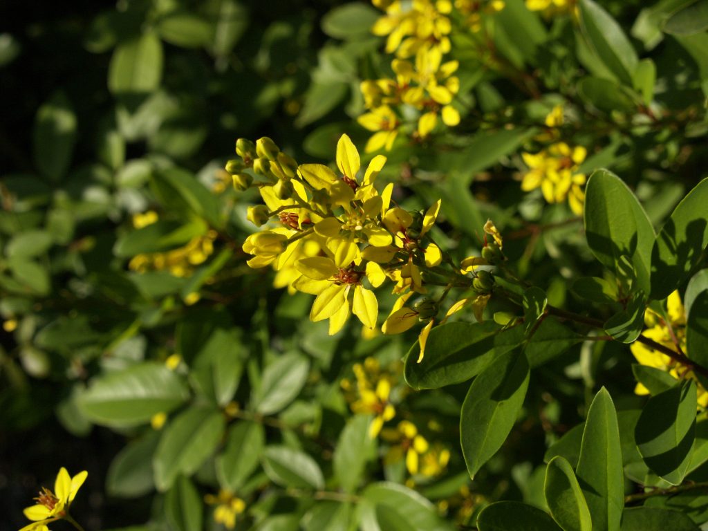 Thryallis (Galphimia glauca) | Central Texas Gardener