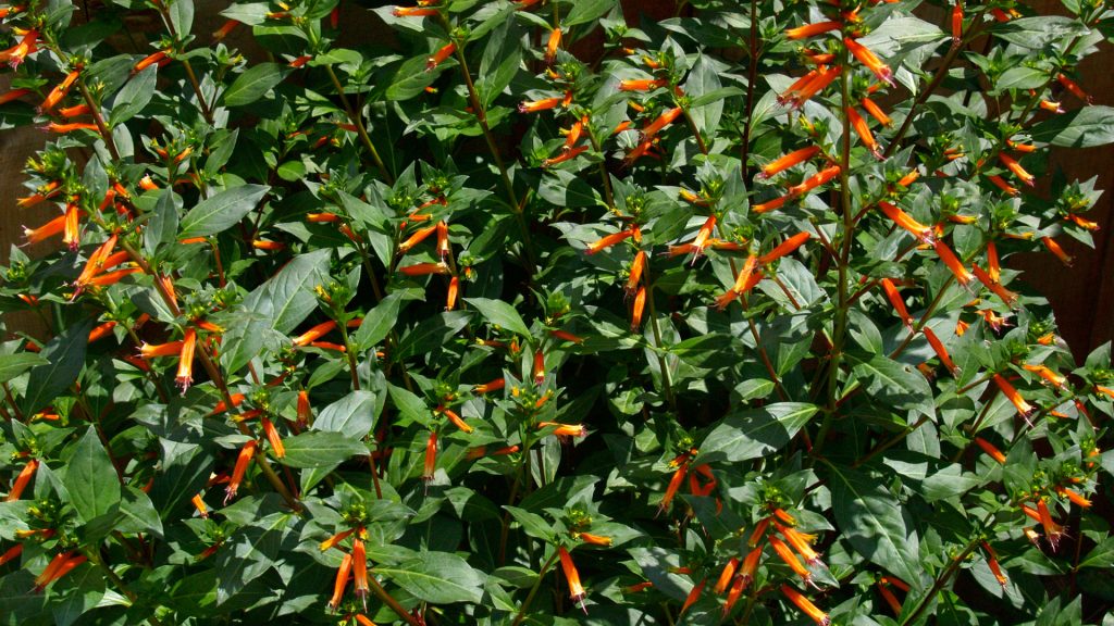 Cuphea | Central Texas Gardener