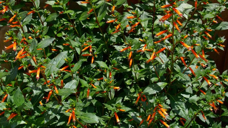 Cuphea | Central Texas Gardener