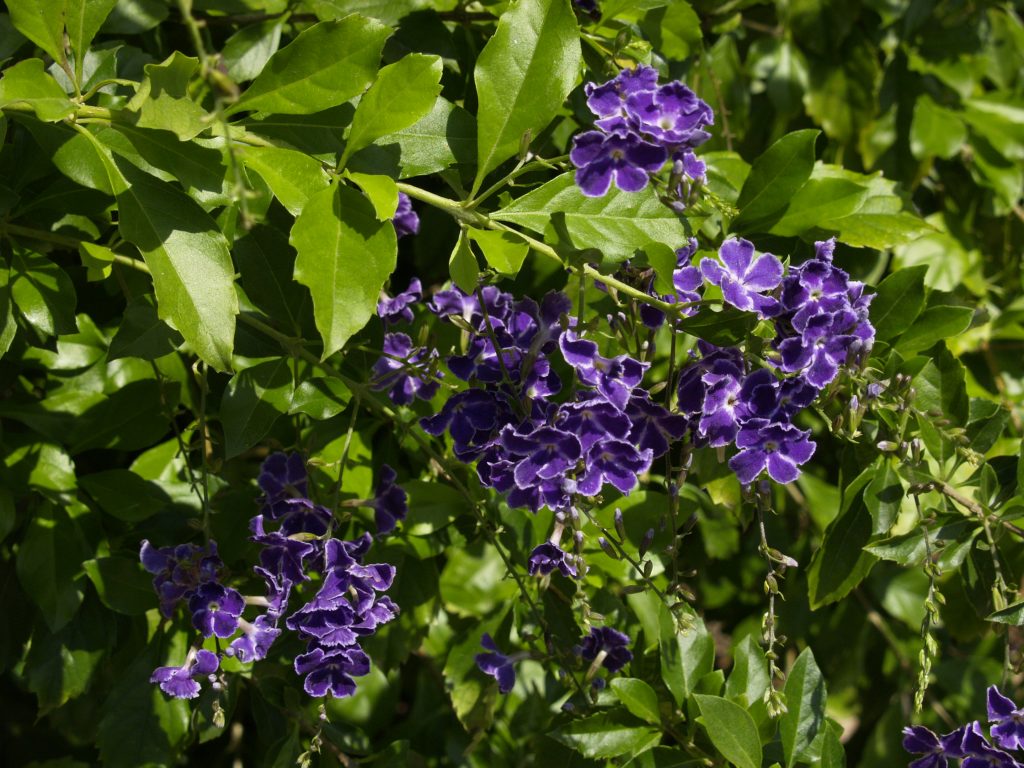 Duranta | Central Texas Gardener