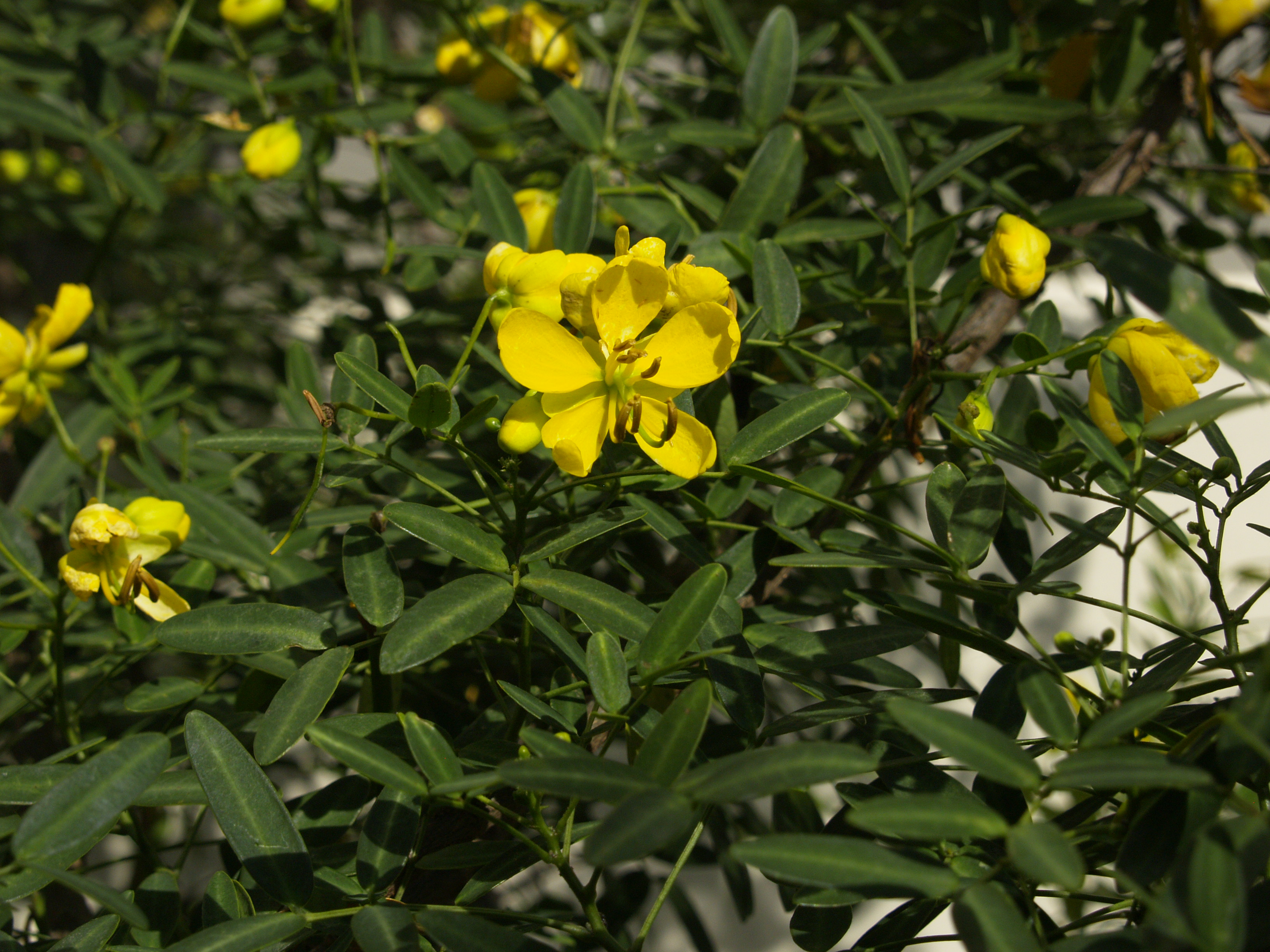 Senna | Central Texas Gardener