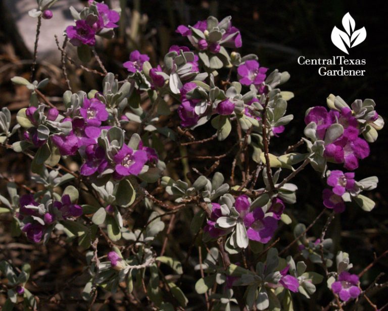 Summer standouts and problems | Central Texas Gardener