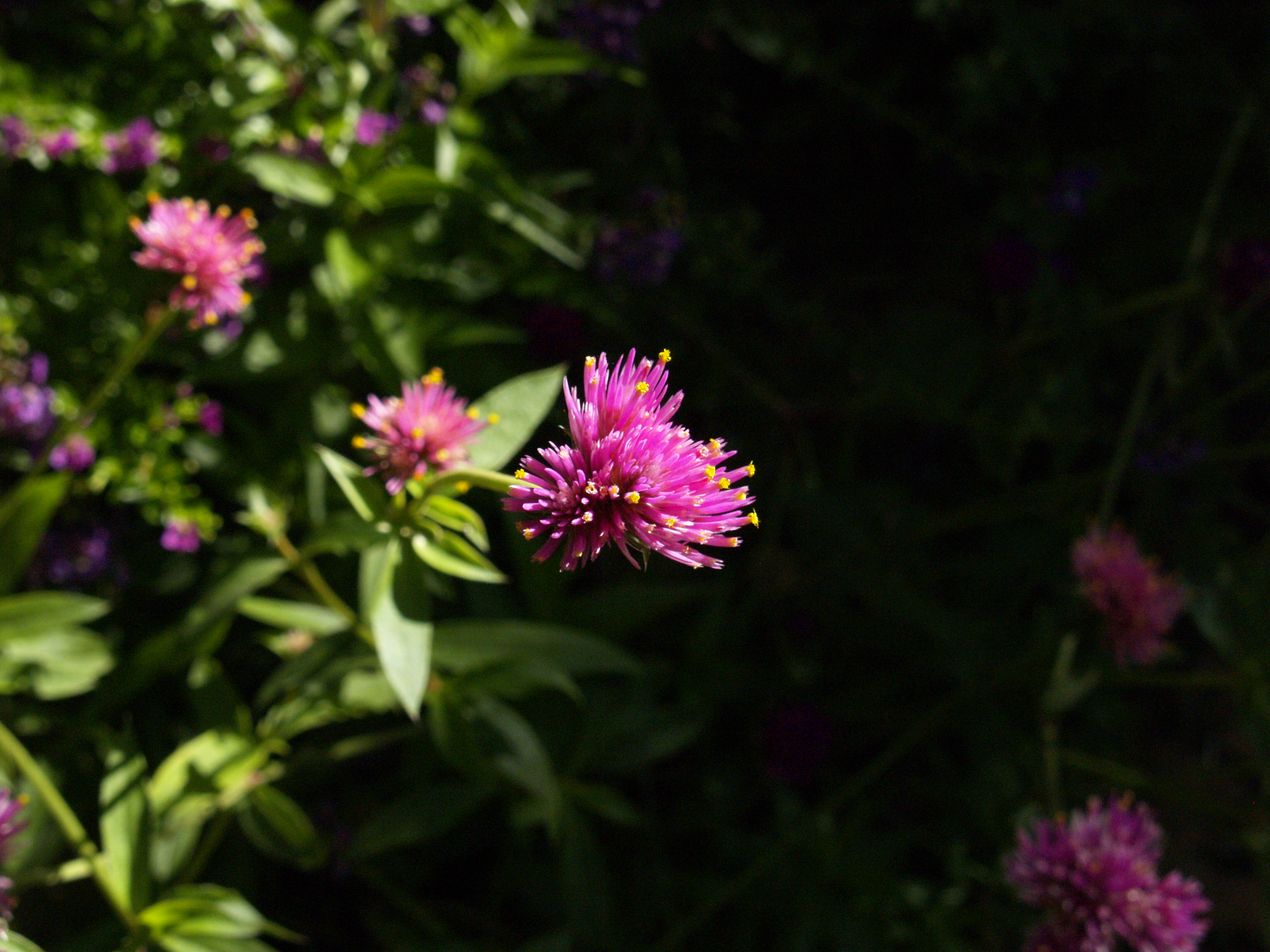 Globe Amaranth | Central Texas Gardener