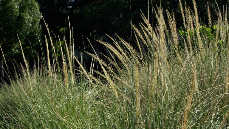 Lindheimer Muhly | Central Texas Gardener