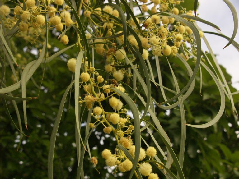 Shoestring Acacia | Central Texas Gardener