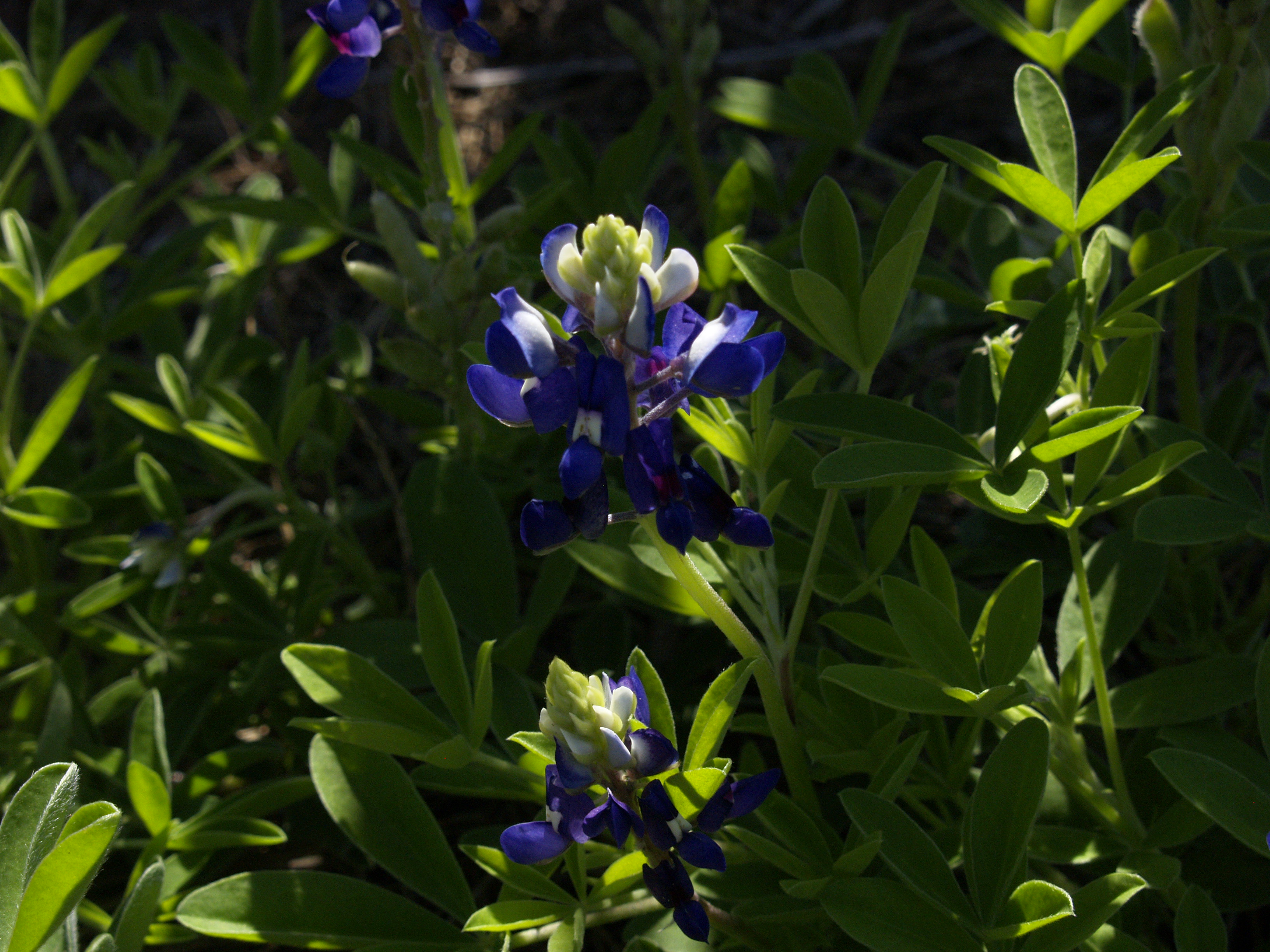 Bluebonnet (Lady Bird Johnson Royal Blue) | Central Texas Gardener