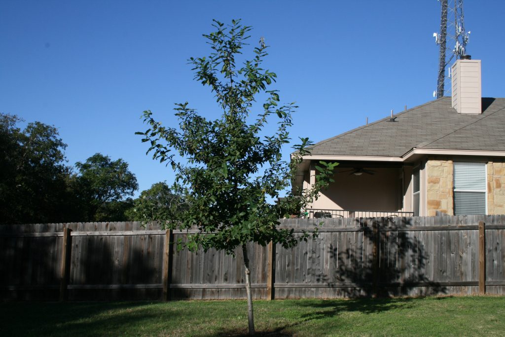 Monterrey Oak | Central Texas Gardener