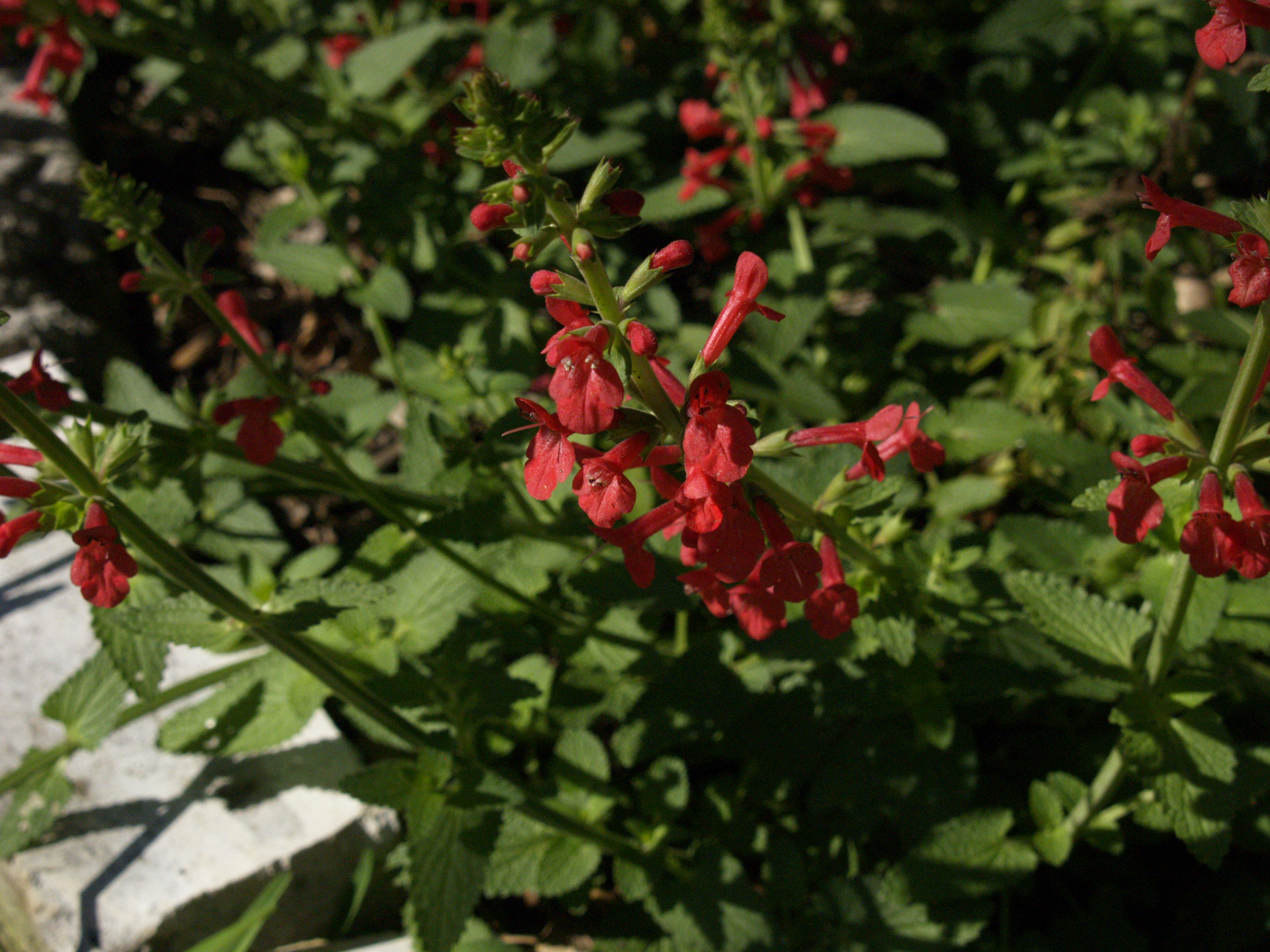 Texas Betony | Central Texas Gardener