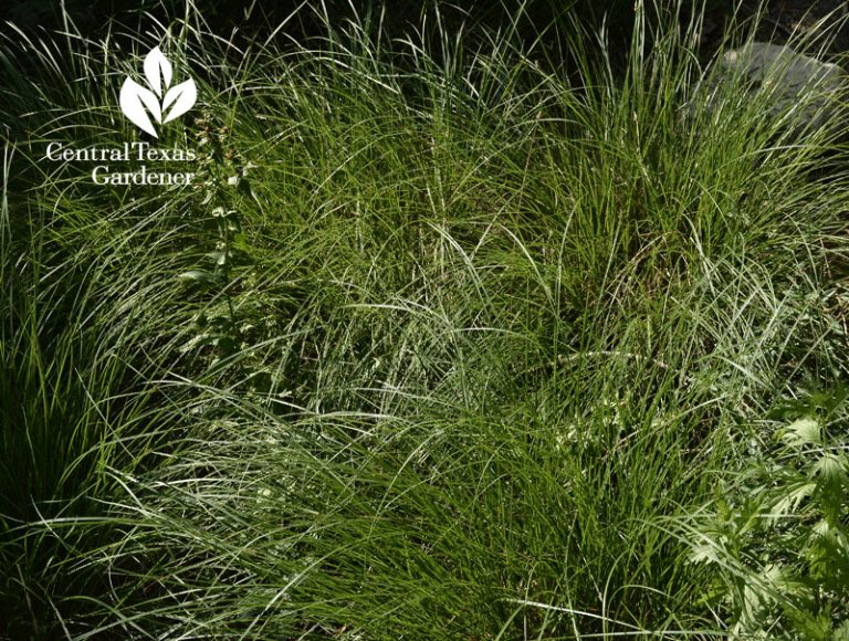 Grow a Bunch of Native Grasses & Sedges! | Central Texas Gardener