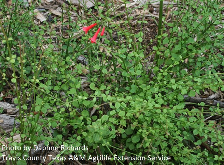 young firecracker fern photo by Daphne Richards | Central Texas Gardener