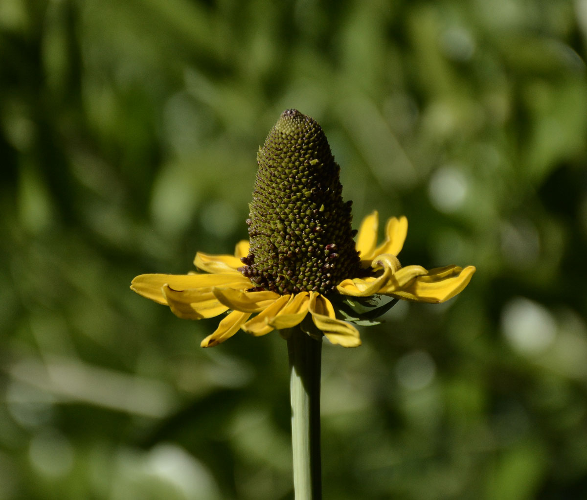 Giant Coneflower | Central Texas Gardener