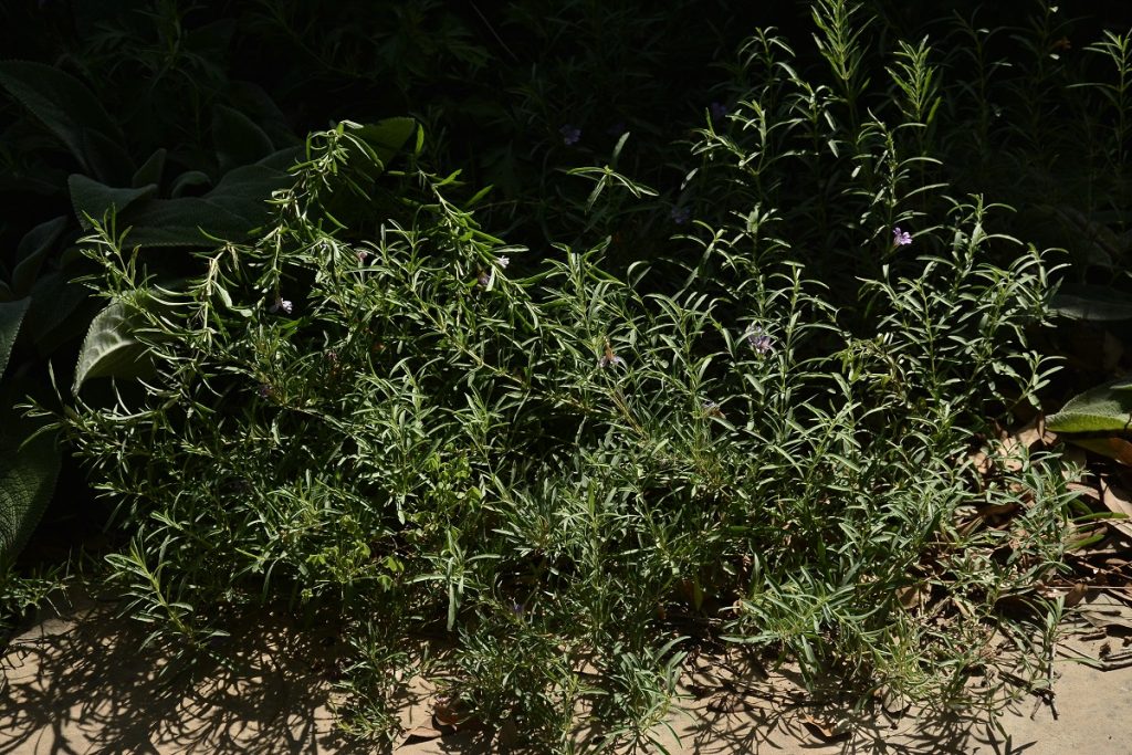 Snake Herb | Central Texas Gardener