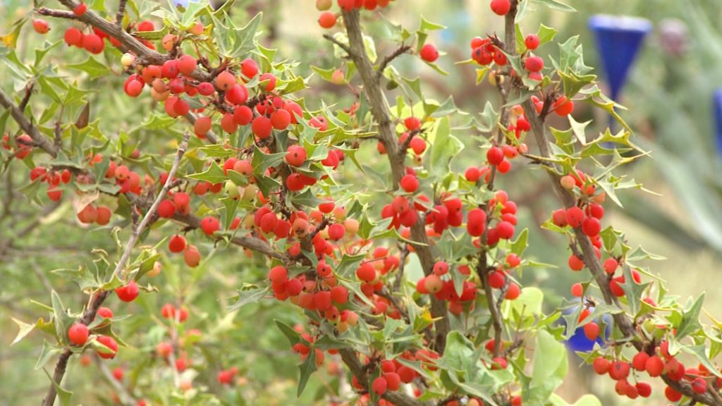 Agarita | Central Texas Gardener